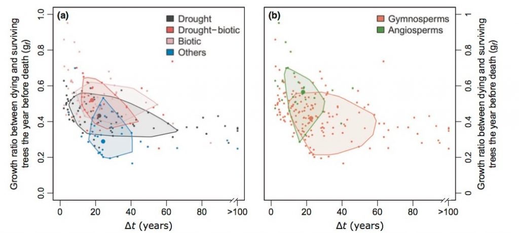 A synthesis of radial growth patterns preceding tree mortality ...